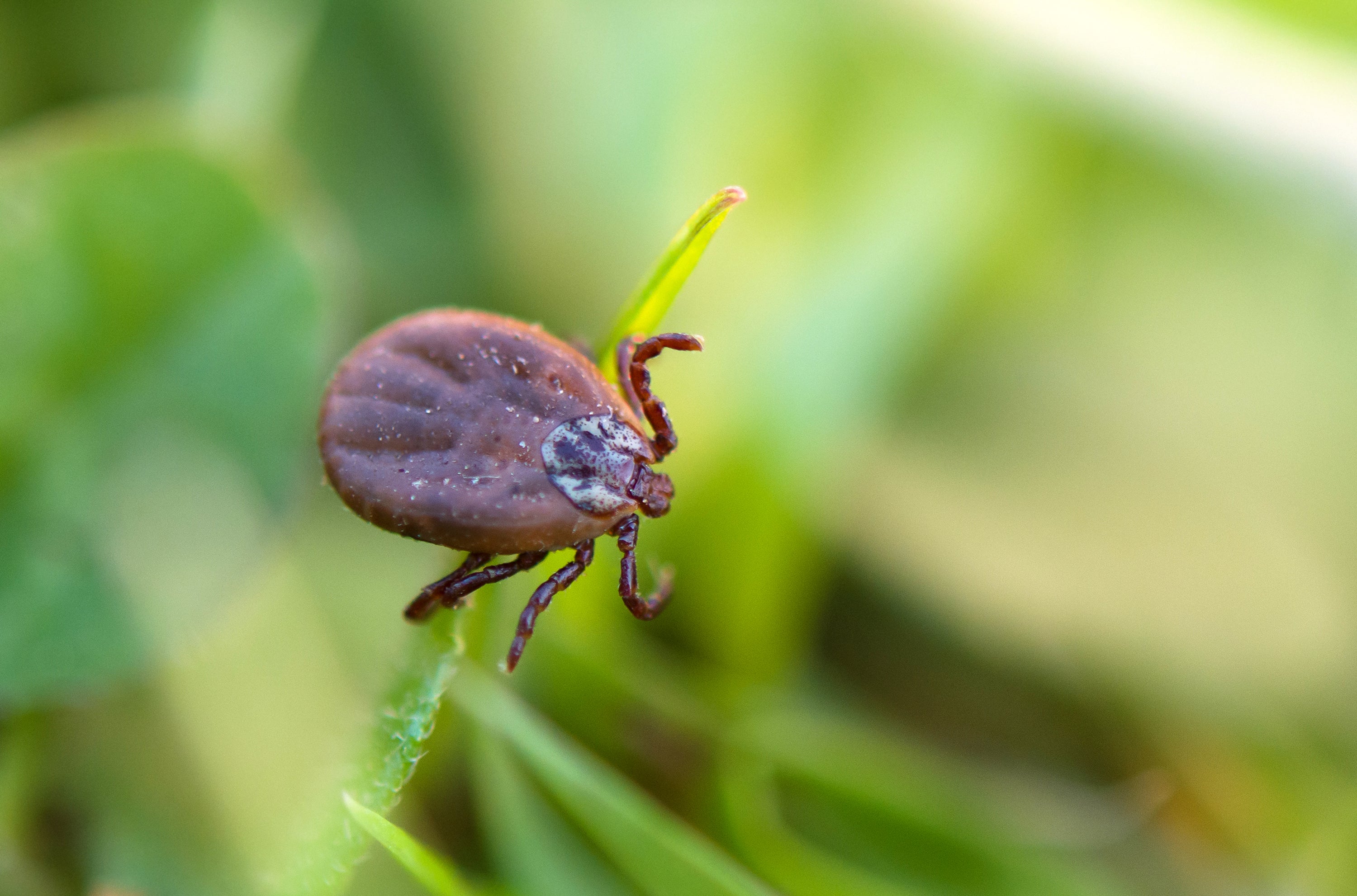 CBD and Lyme Disease: What You Need to Know – Hemprove UK